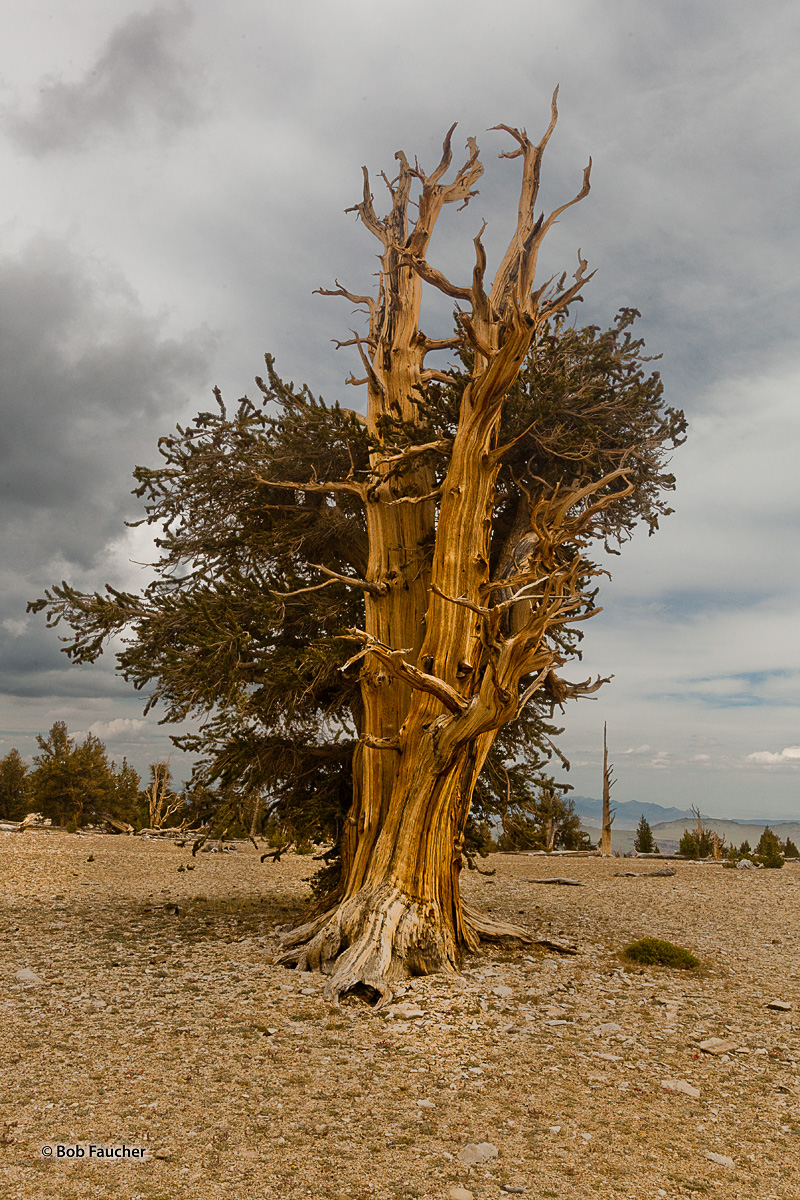 Faring Fairly Well | White Mountains | Robert Faucher Photography